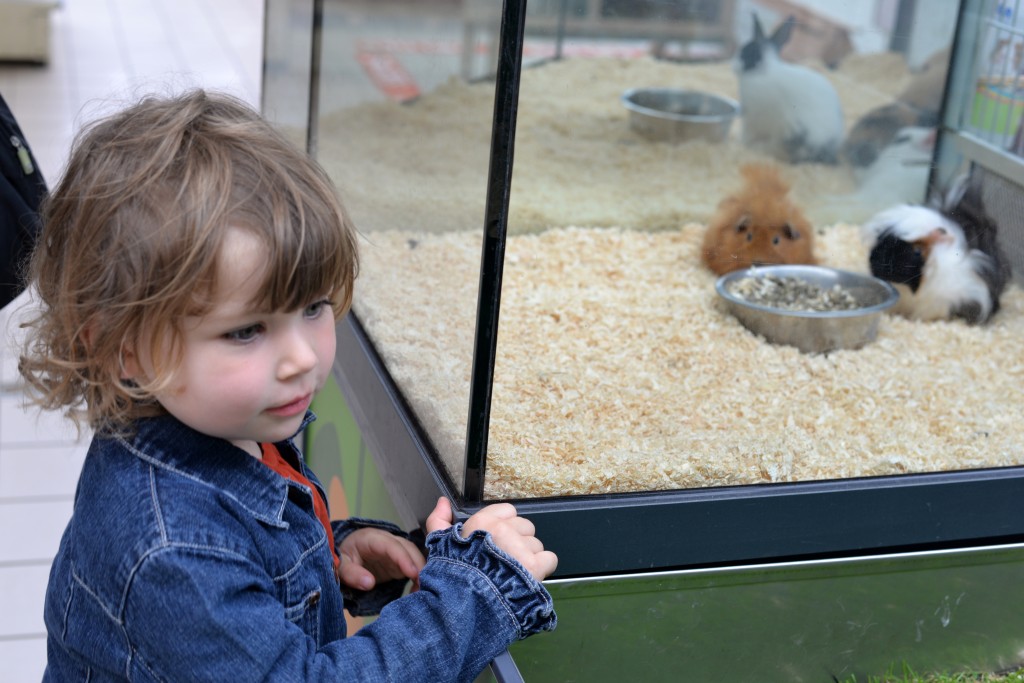 Pet Shop Activities for Kids | The ActivityHero Blog